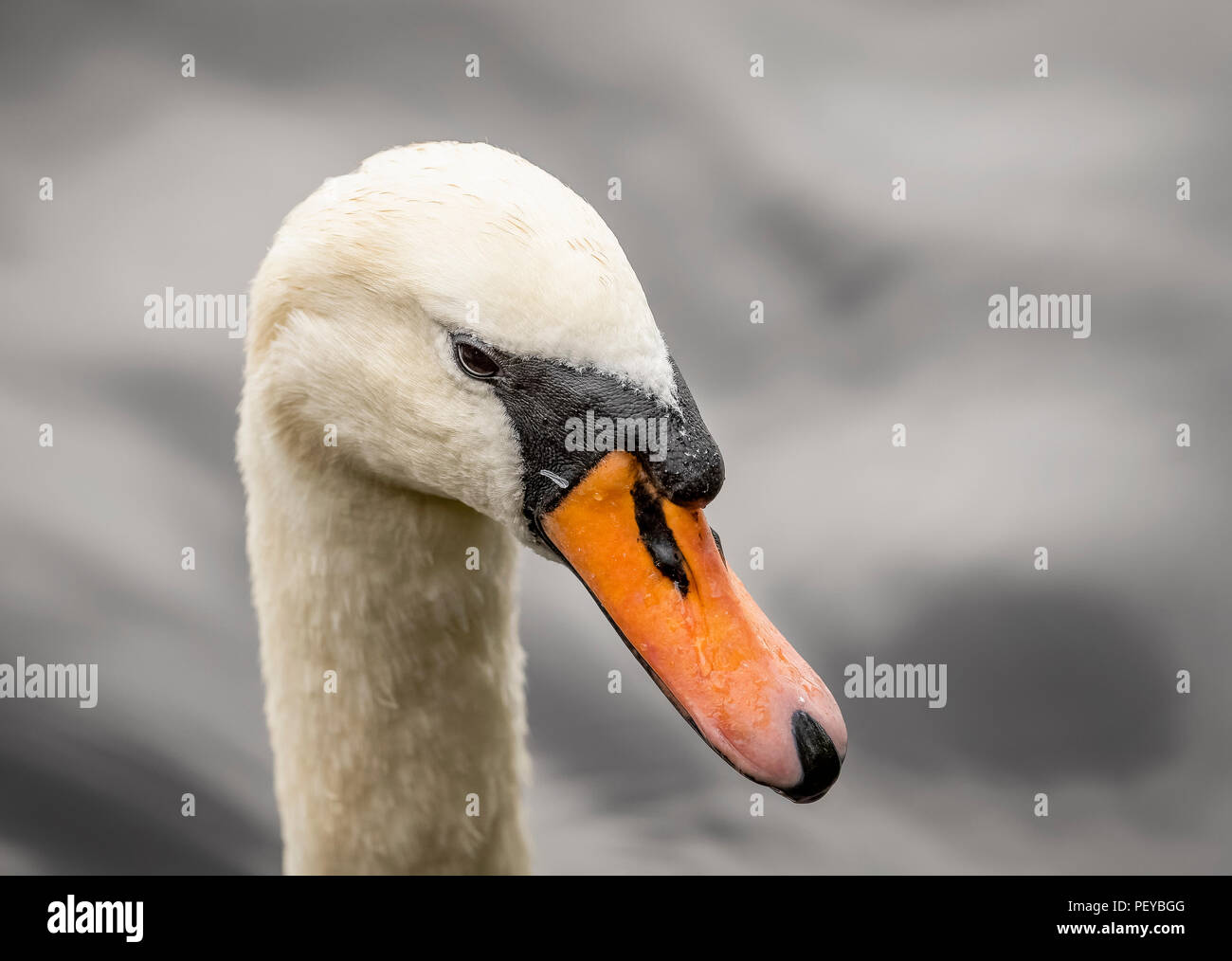 Swan eyes hi-res stock photography and images - Alamy