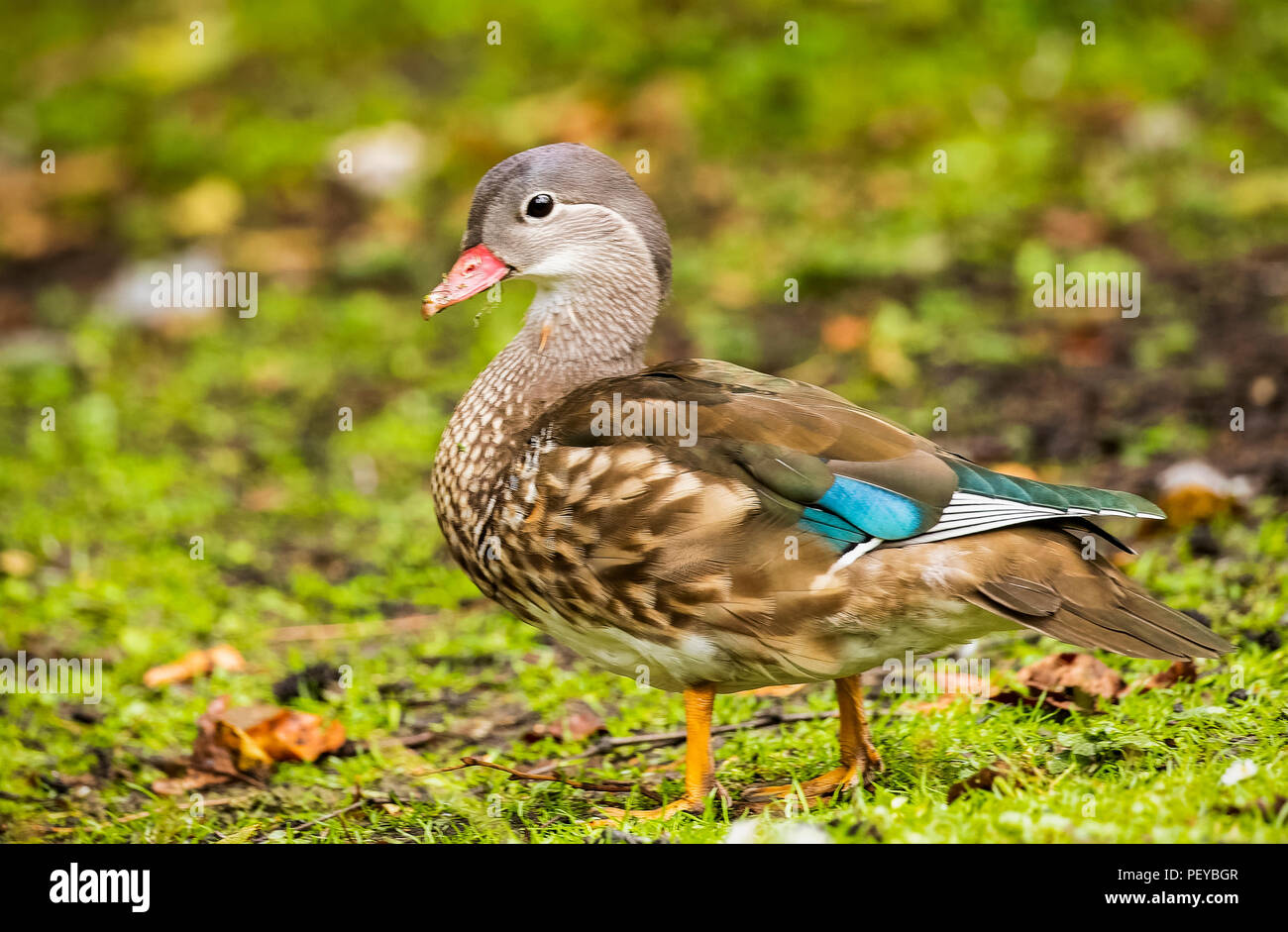 Female mandarin duck Stock Photo - Alamy