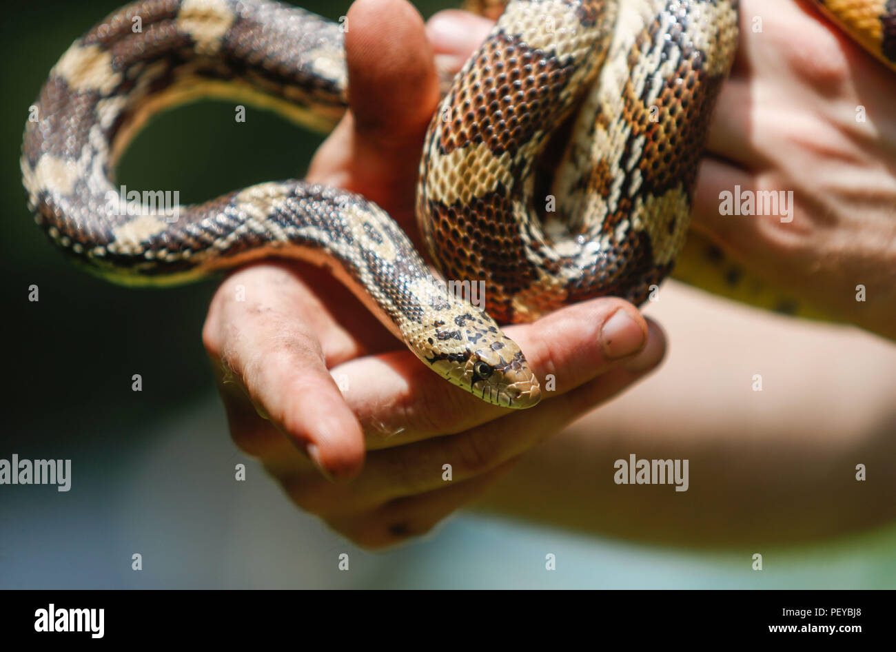 Serpiente de Gopher (catenifer de Pituophis) Gopher snake (Pituophis ...