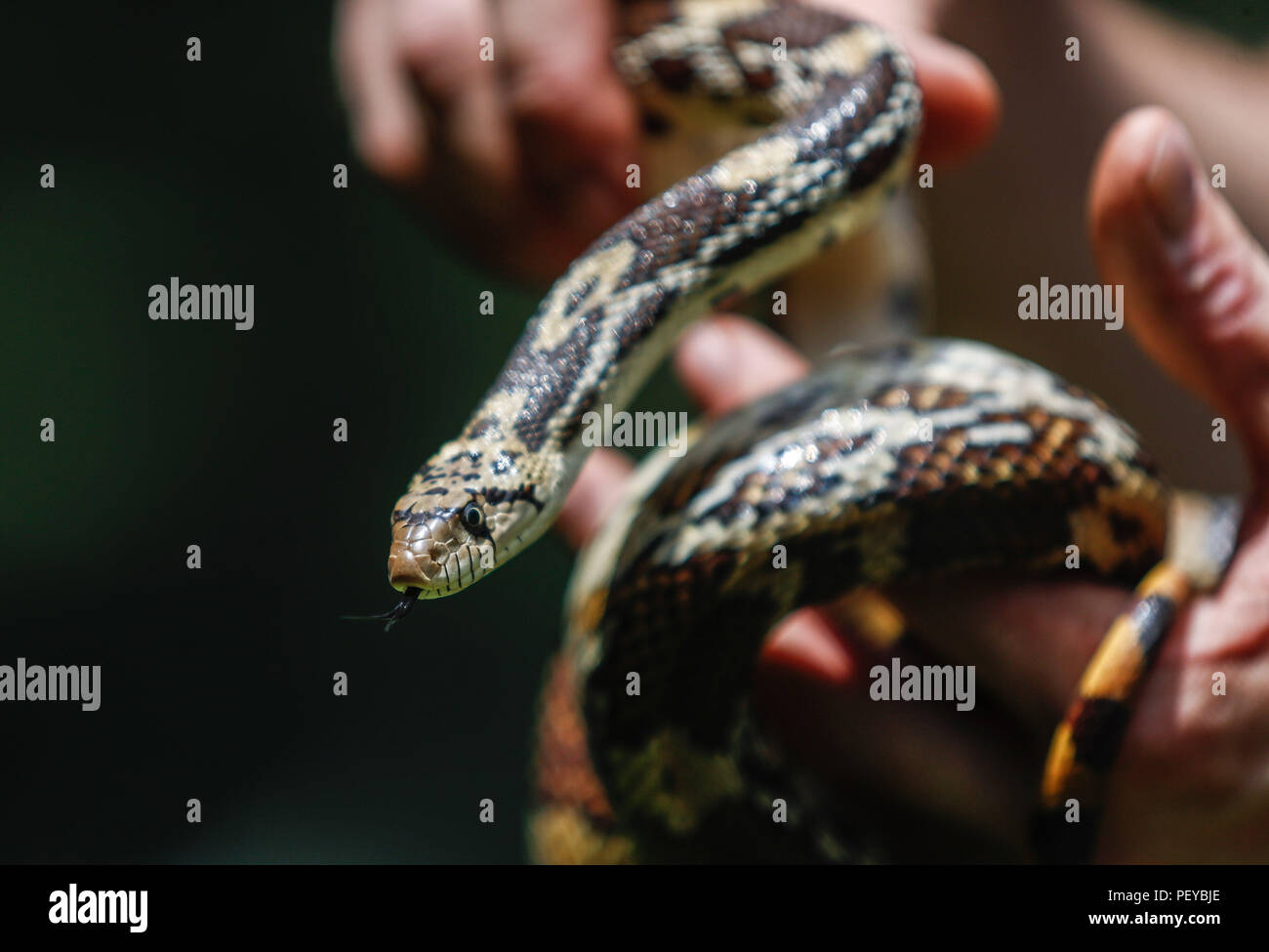 Serpiente de aire hi-res stock photography and images - Alamy