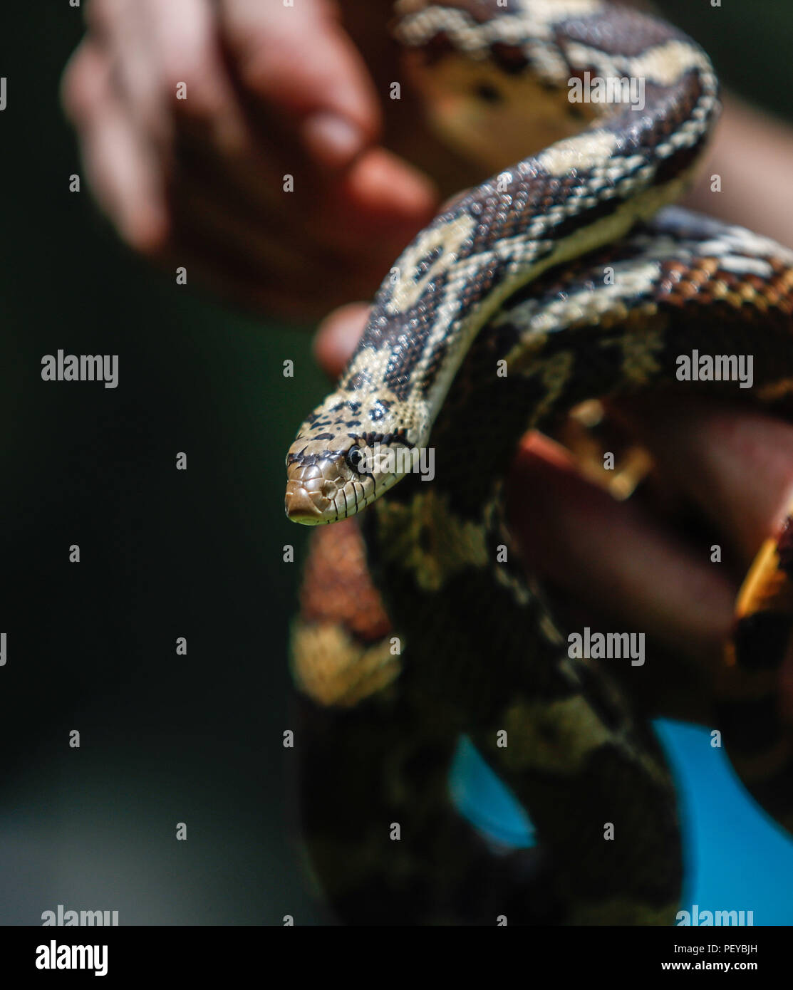 Serpiente de aire hi-res stock photography and images - Alamy