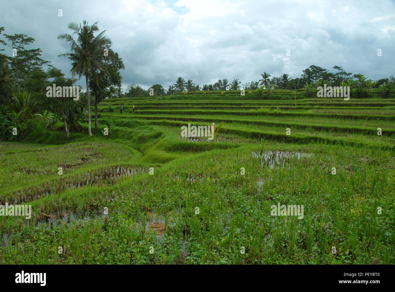 Rice growing in paddy field, Ubud, Bali, Indonesia Stock Photo - Alamy