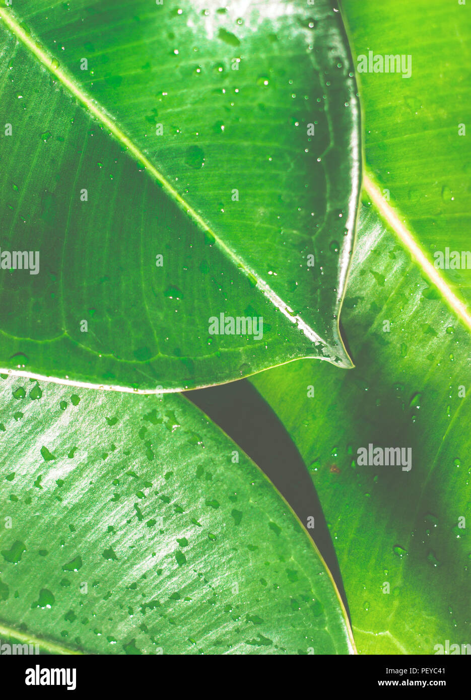 Ficus elastica leaves with water drops close up; nature background ...
