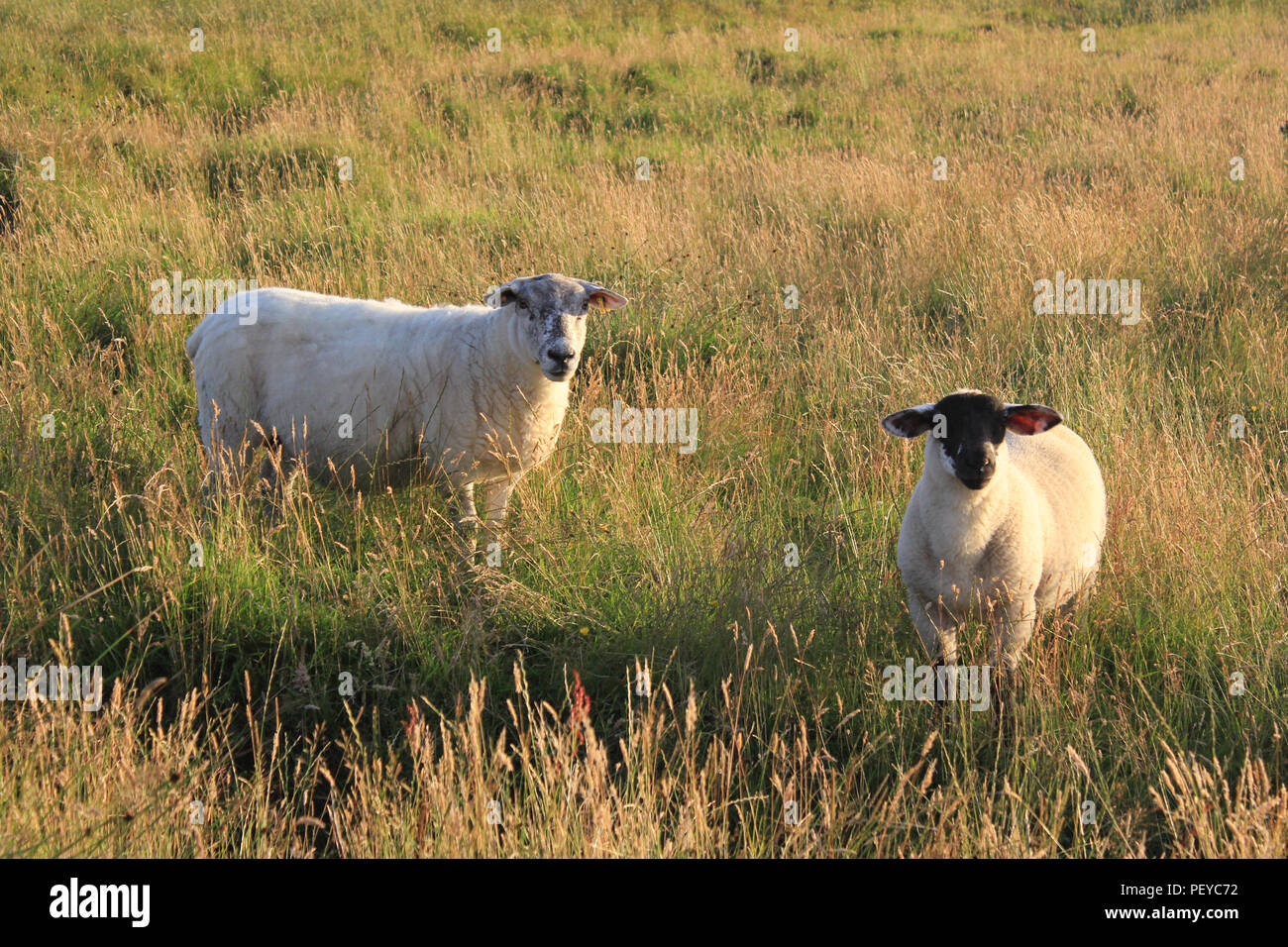 sheep on Harris and lewis Stock Photo - Alamy