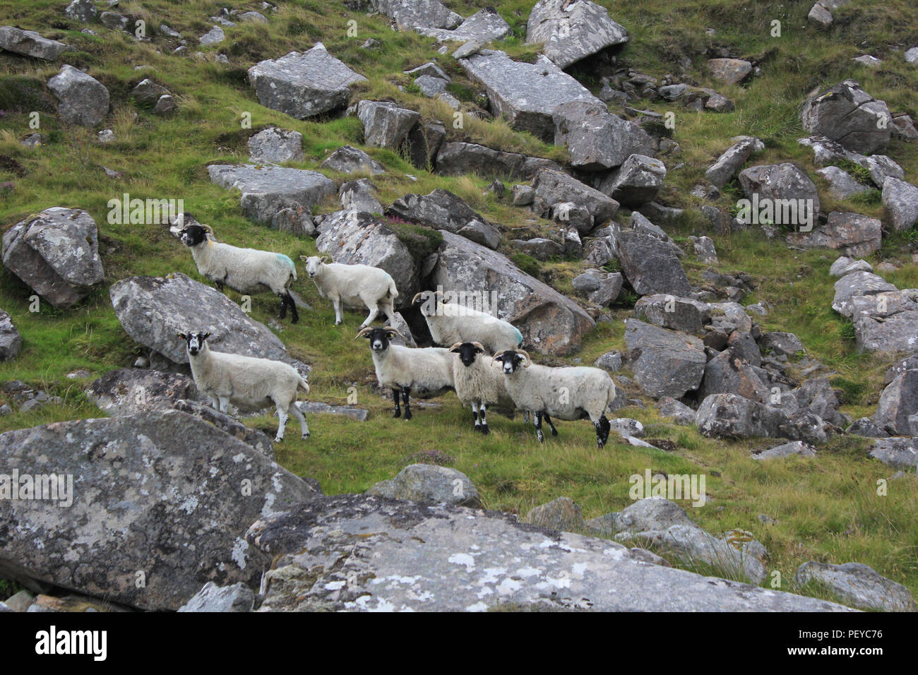 sheep on Harris and lewis Stock Photo - Alamy