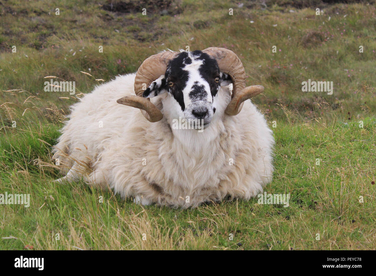 sheep on Harris and lewis Stock Photo - Alamy