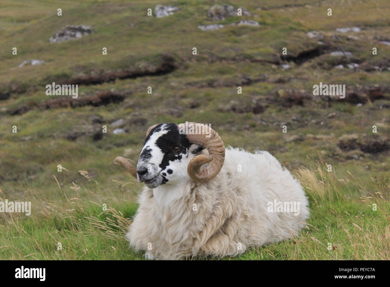 sheep on Harris and lewis Stock Photo - Alamy