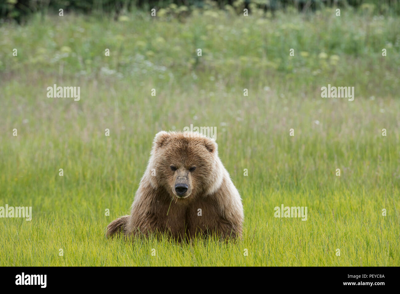 Alaskan coastal brown bear, Lake Clark National Park Stock Photo - Alamy