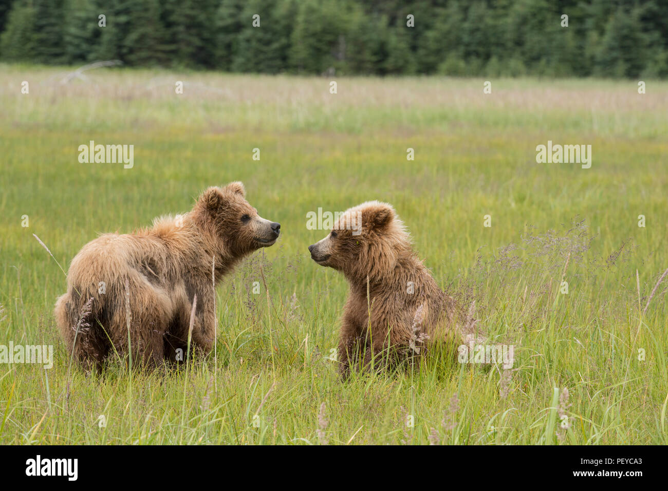 Alaskan coastal brown bear, Lake Clark National Park Stock Photo - Alamy