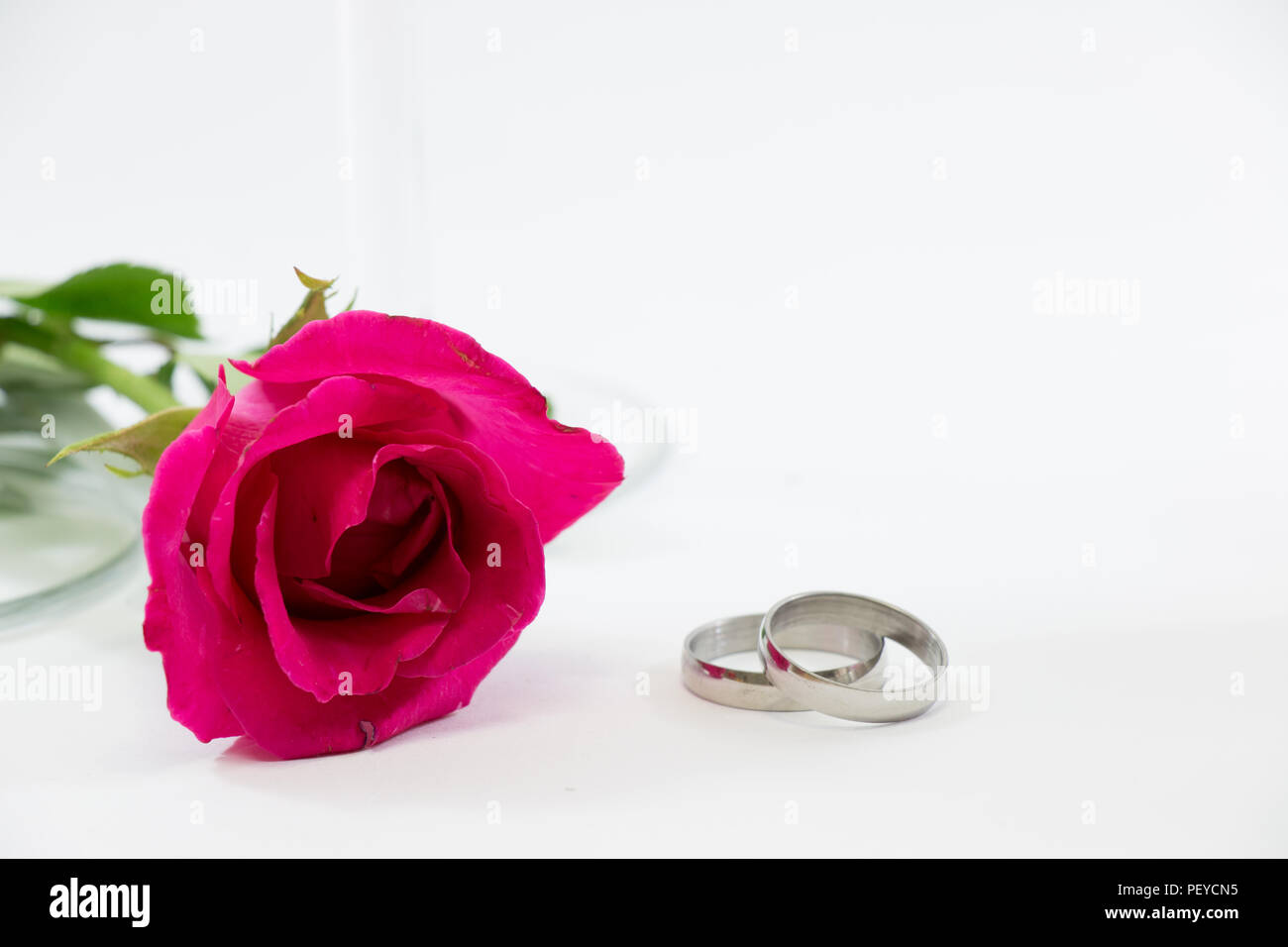 Rose and engage ring on white background, Valentines Day background ...