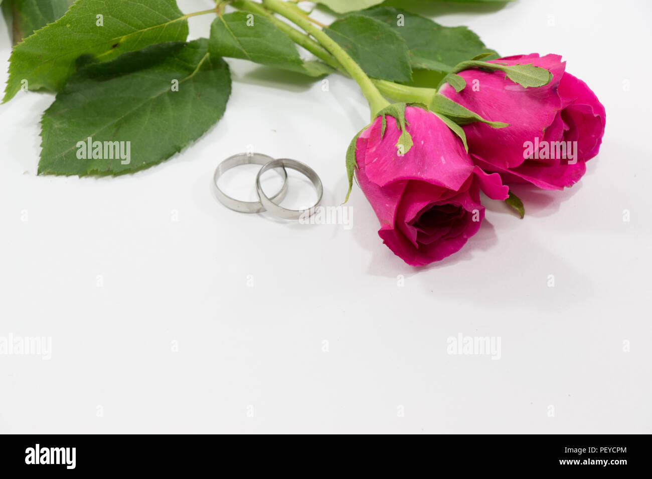 Rose and engage ring on white background, Valentines Day background ...