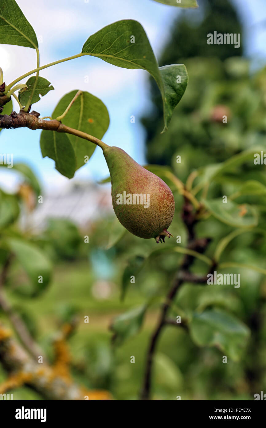 Thomas rivers cultivator hi-res stock photography and images - Alamy
