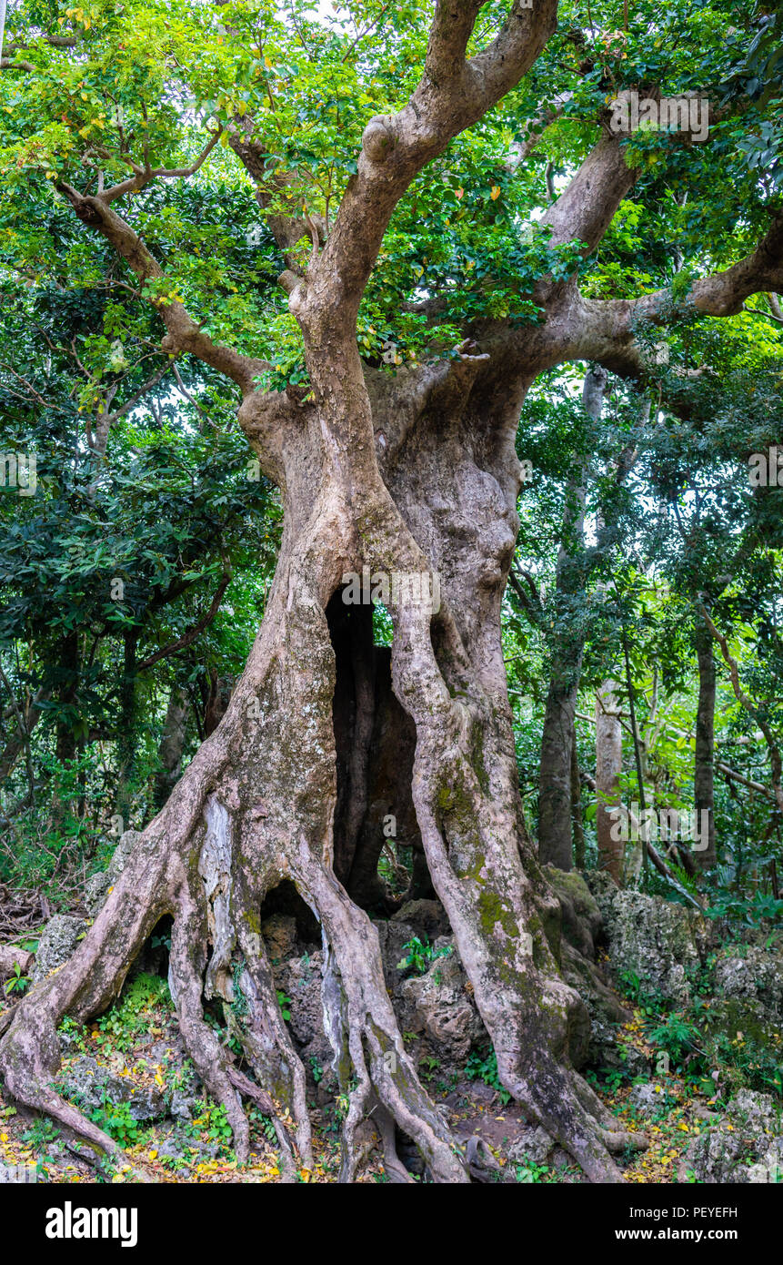 Three centuries old giant autumn maple tree trunk in Kenting national ...