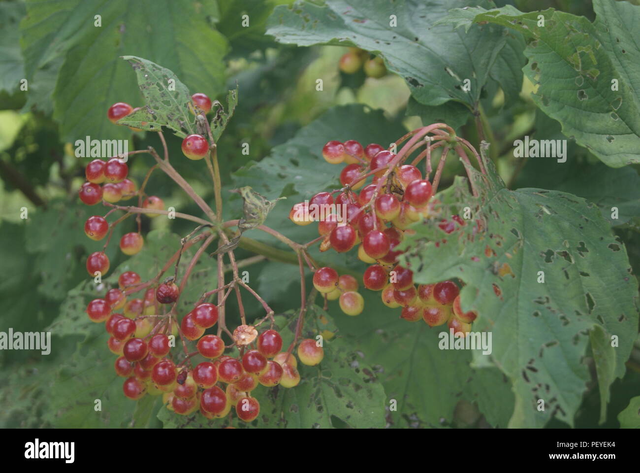 fleurs de France Stock Photo - Alamy