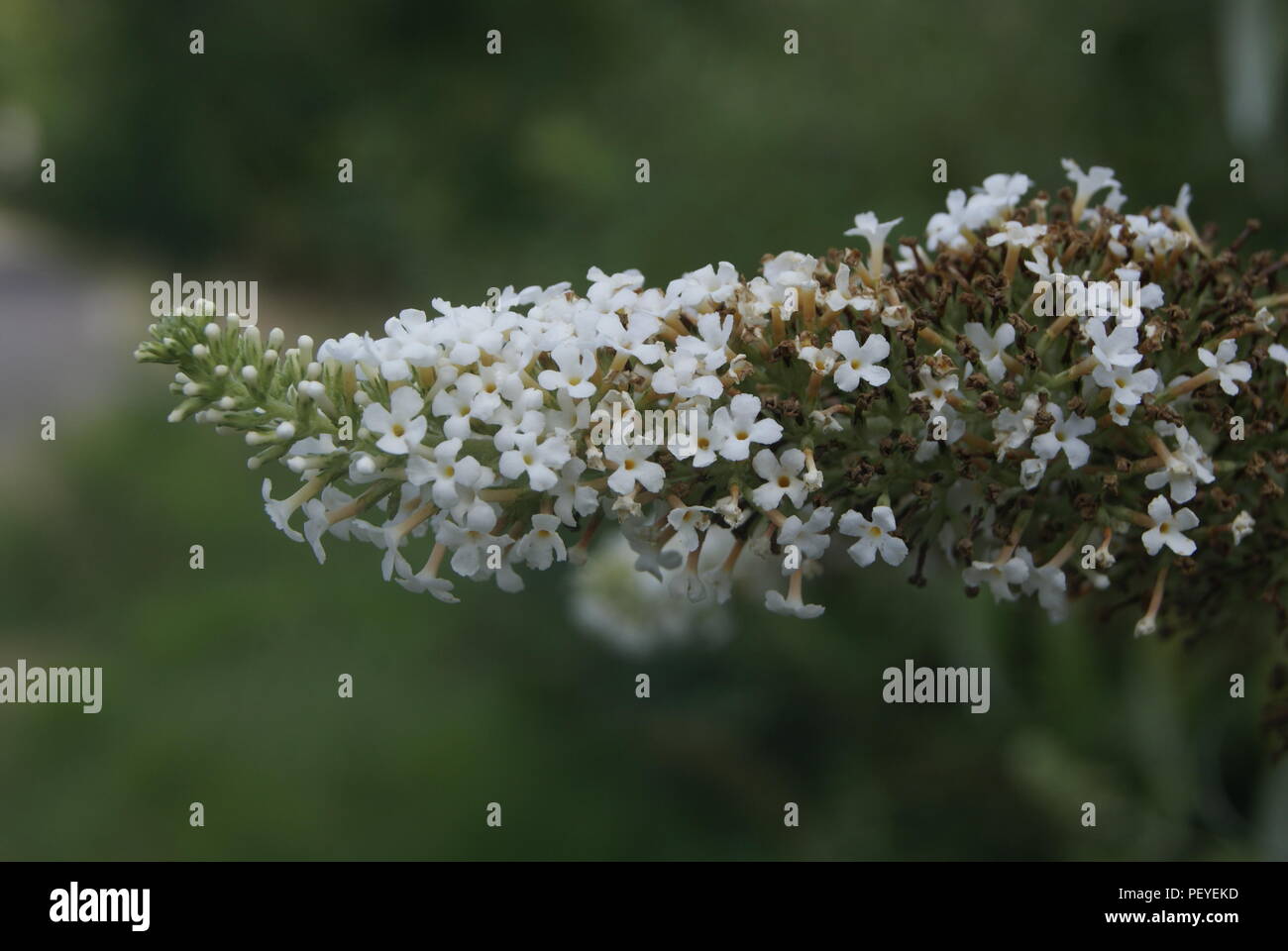 fleurs de France Stock Photo - Alamy