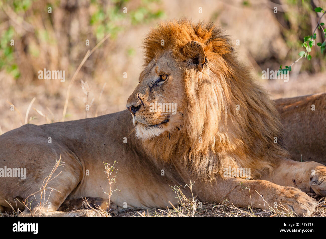 Large male lion laying under a tree in Serengeti Tanzania, Africa Stock ...