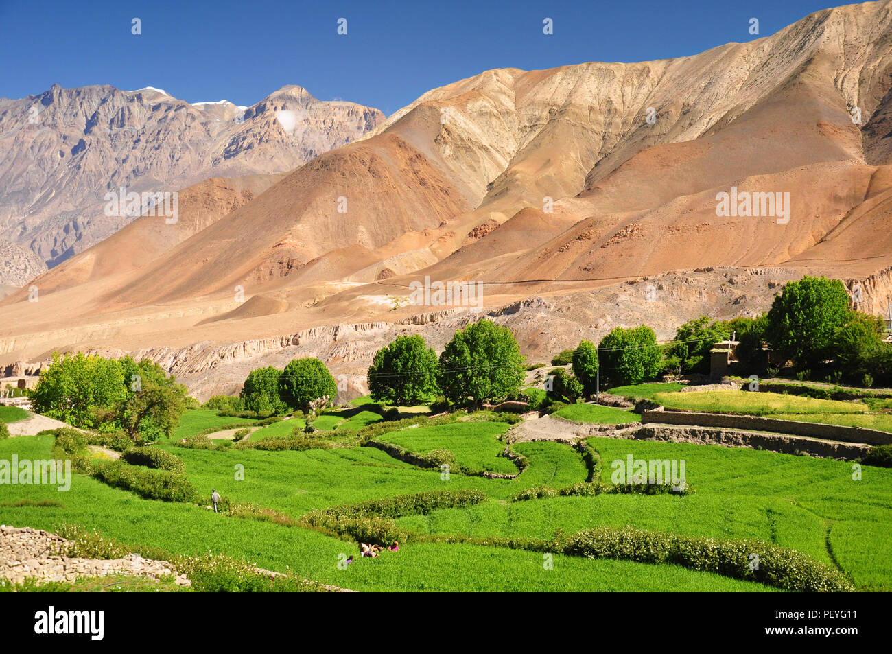 Rice plantation near Khingar village - near Kagbeni - in Nepal ...