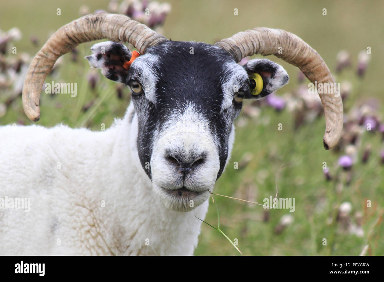 sheep on Harris and lewis Stock Photo - Alamy