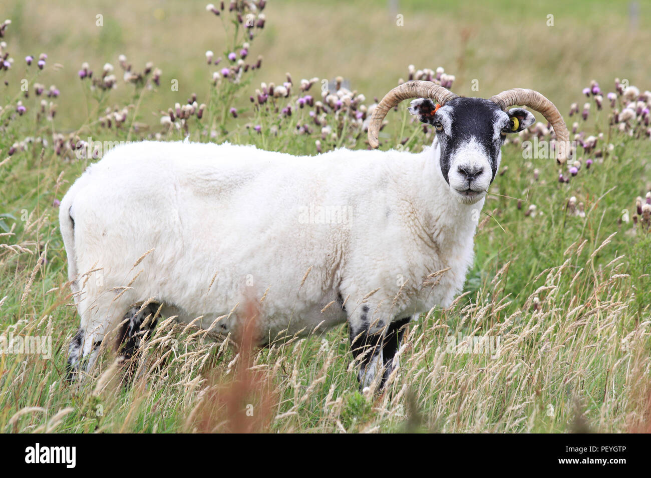 sheep on Harris and lewis Stock Photo - Alamy