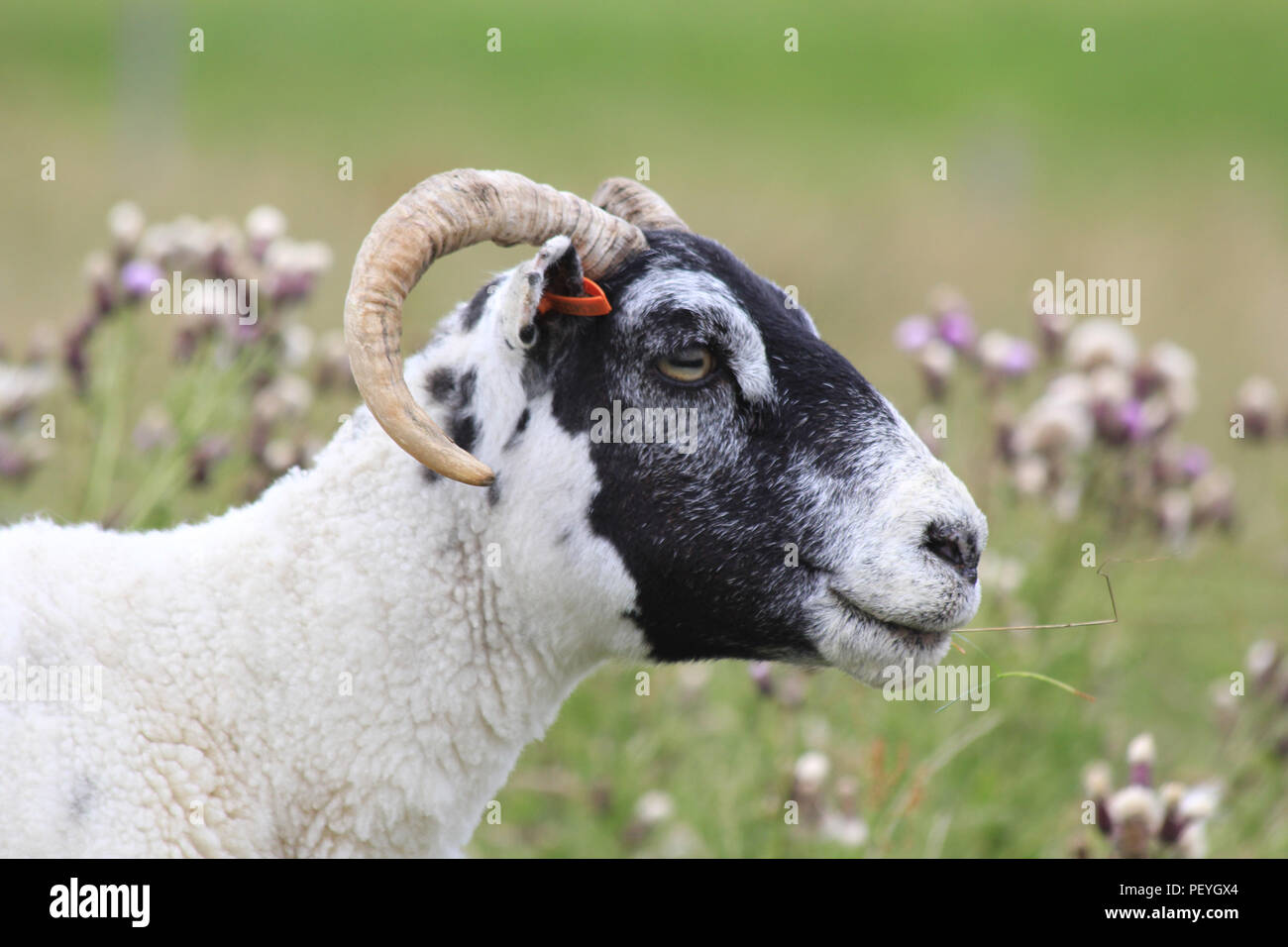 sheep on Harris and lewis Stock Photo - Alamy