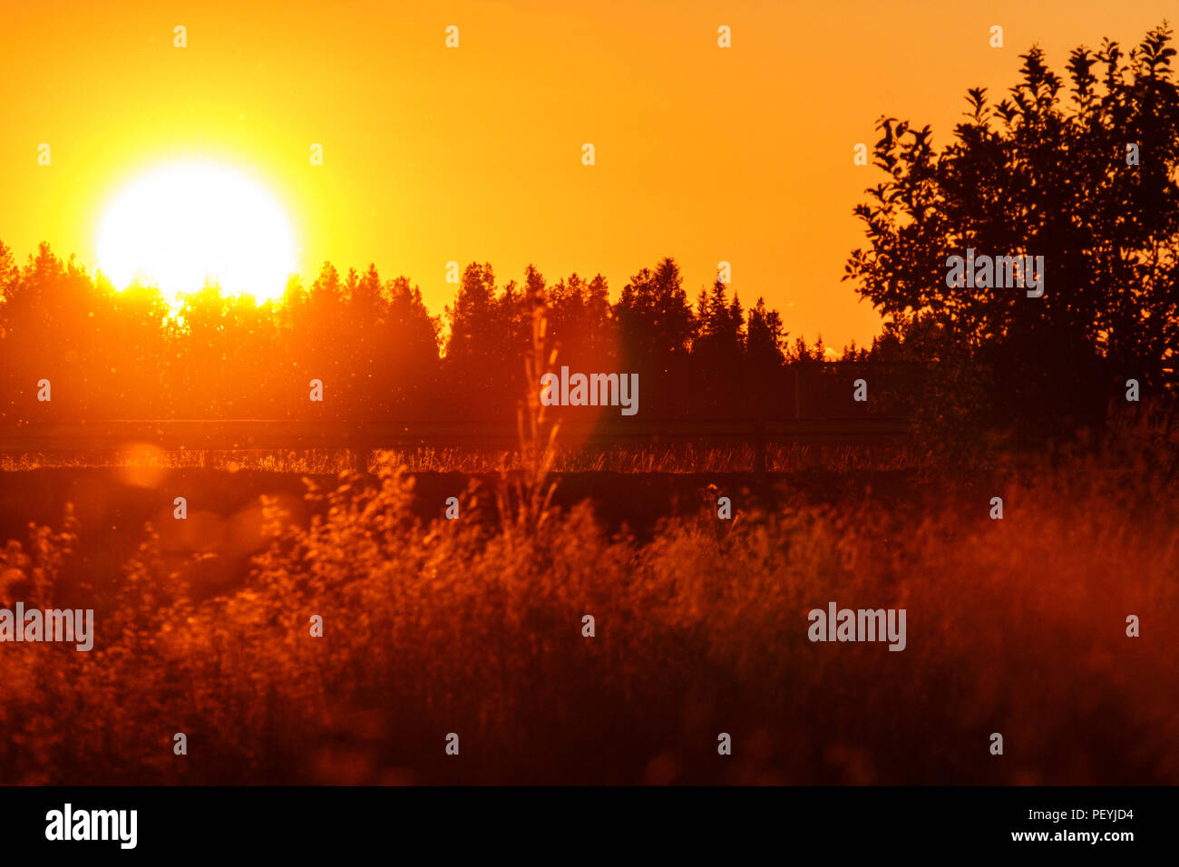 sunset over forest in Finland Stock Photo - Alamy