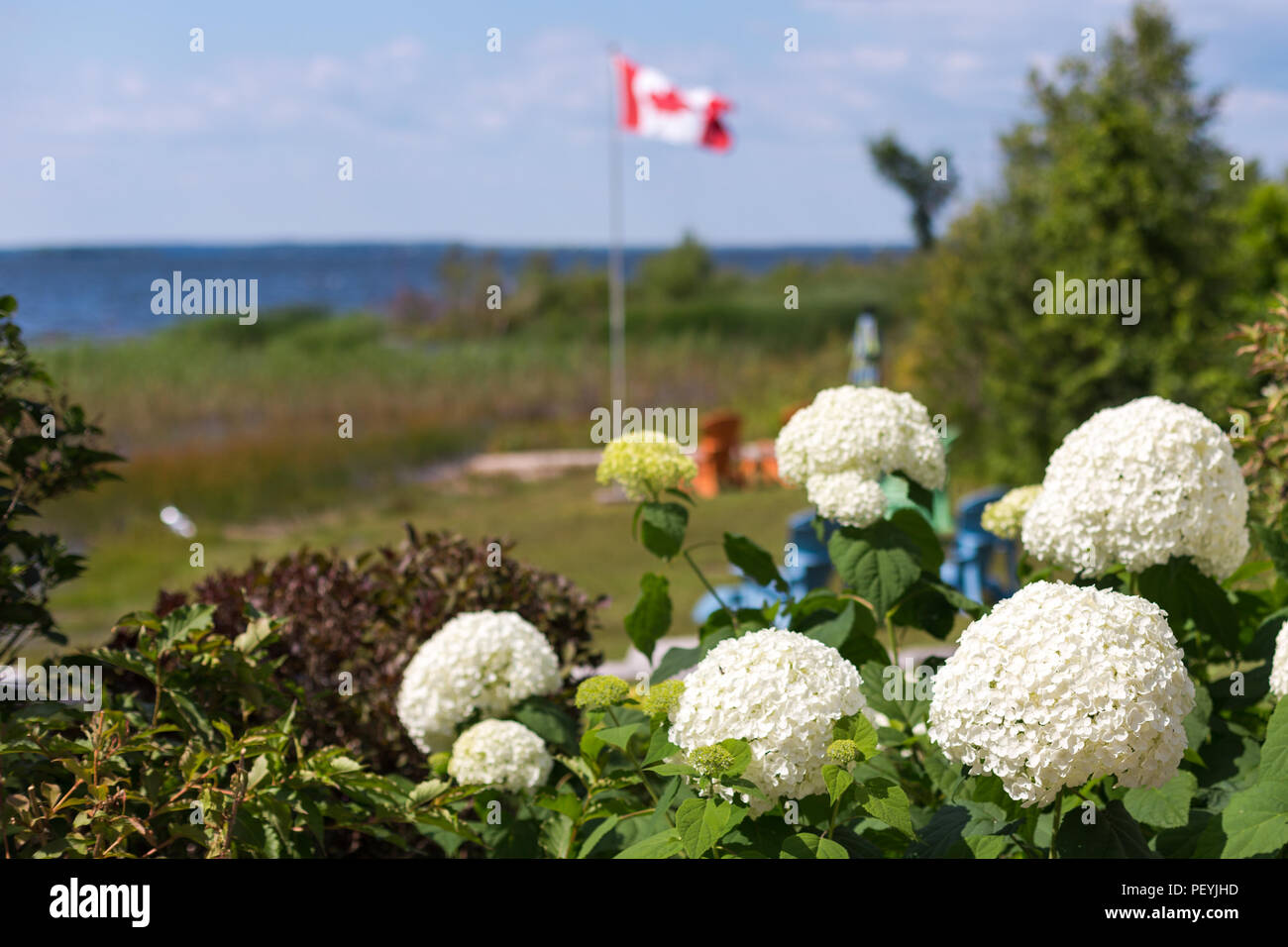 Canadian flora hi-res stock photography and images - Alamy