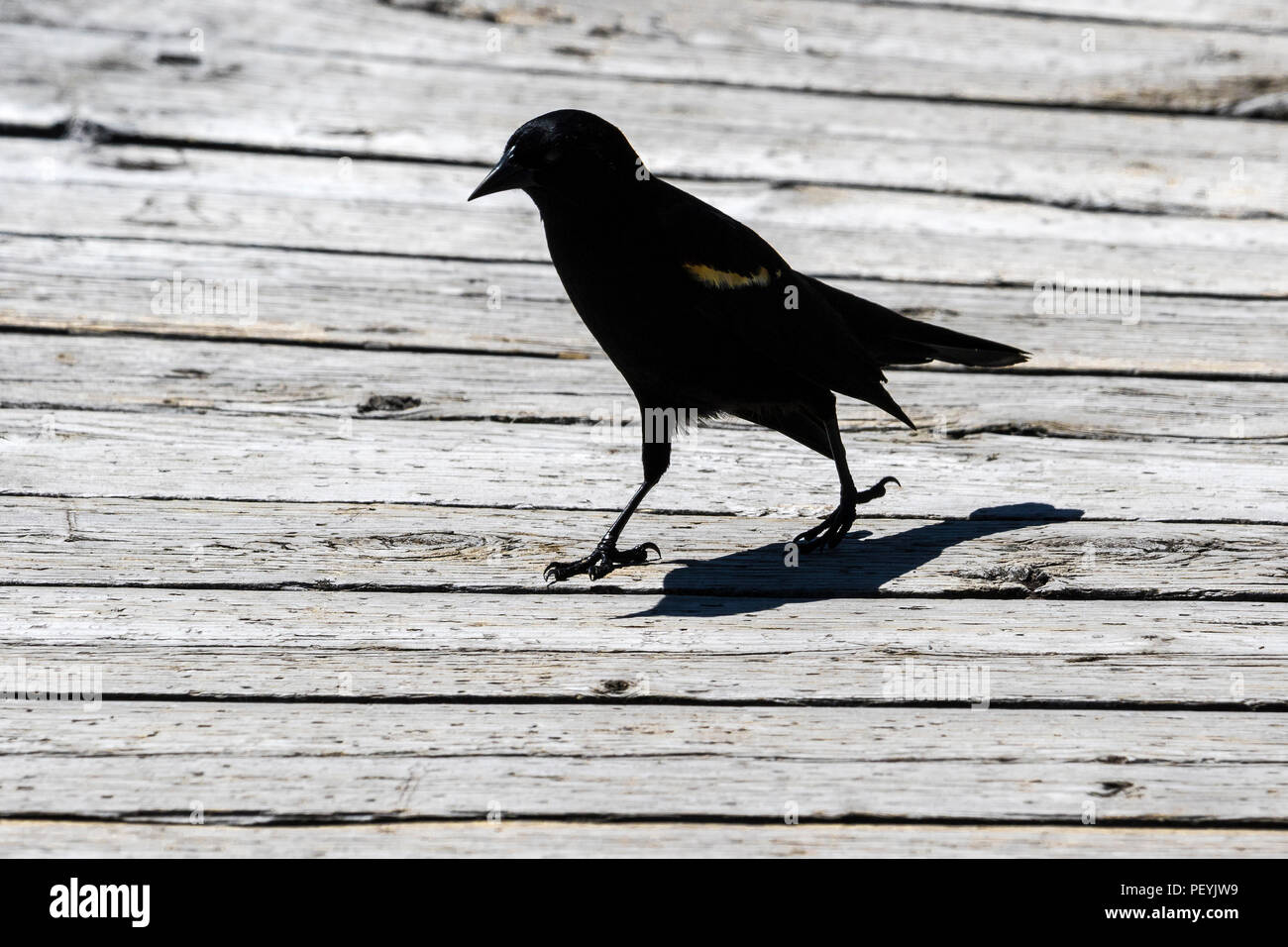Nature around Lac Boivin in Granby, Eastern Townships, Quebec, Canada ...