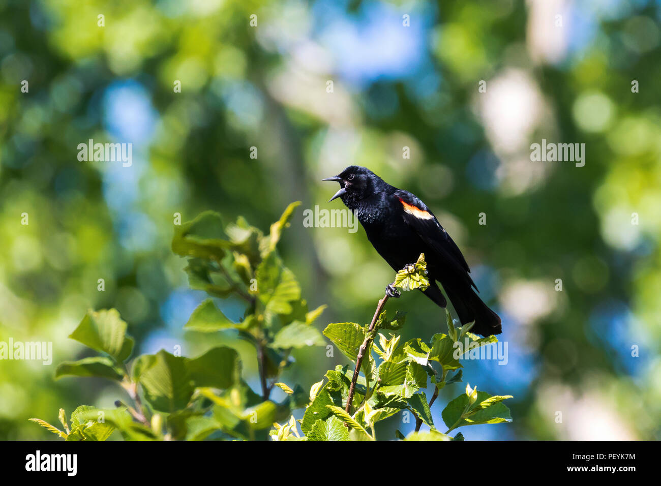 Nature around Lac Boivin in Granby, Eastern Townships, Quebec, Canada ...