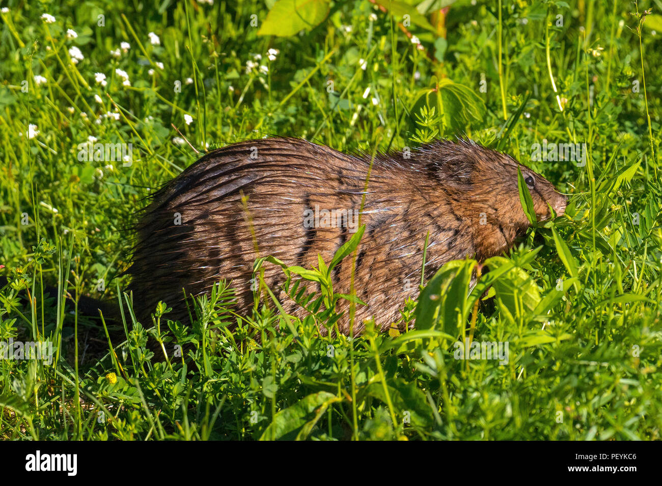 Plants around a beaver area hi-res stock photography and images - Alamy