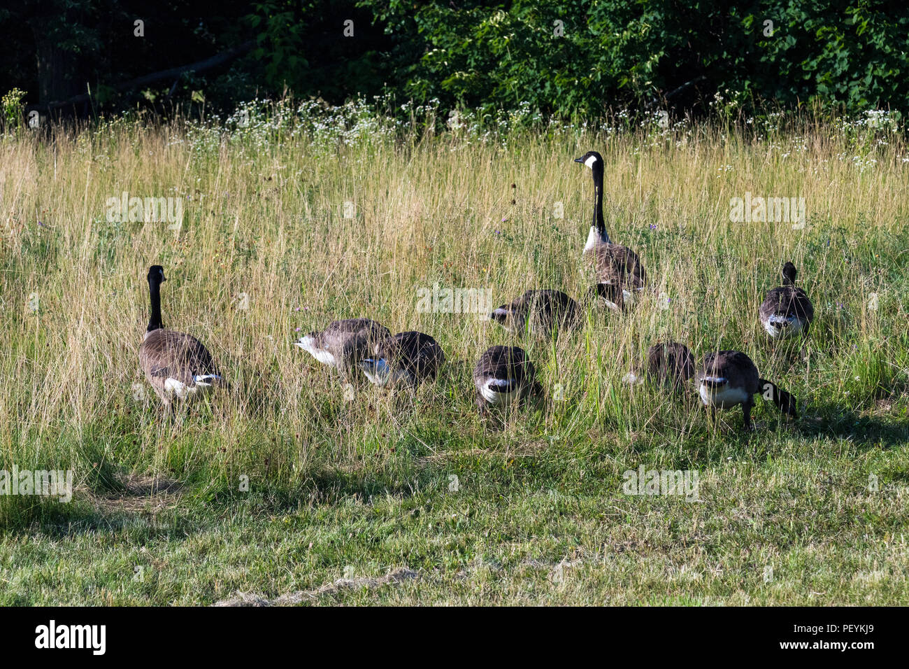 Tall geese hi-res stock photography and images - Alamy