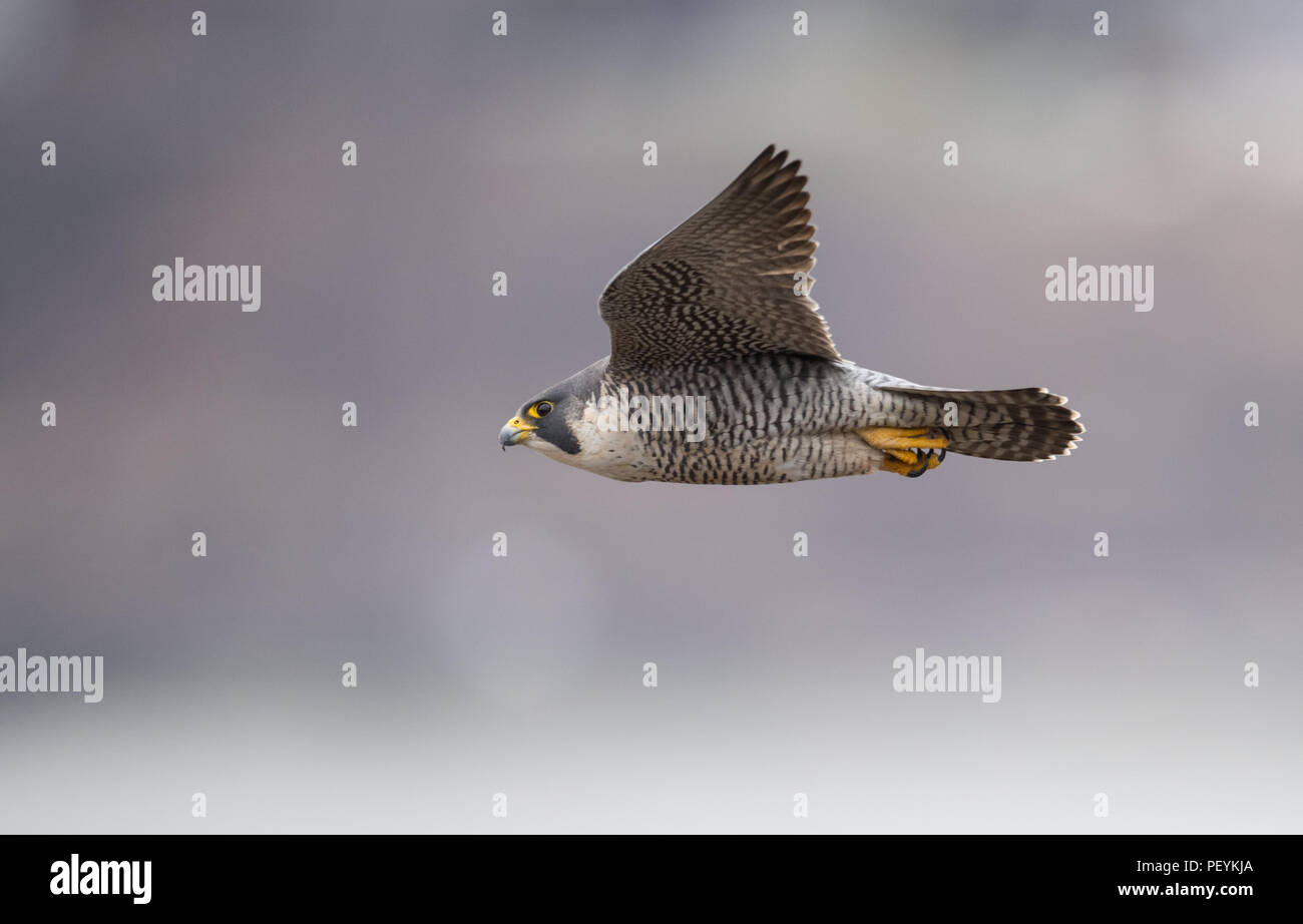 Fierce Looking Beak High Resolution Stock Photography and Images - Alamy