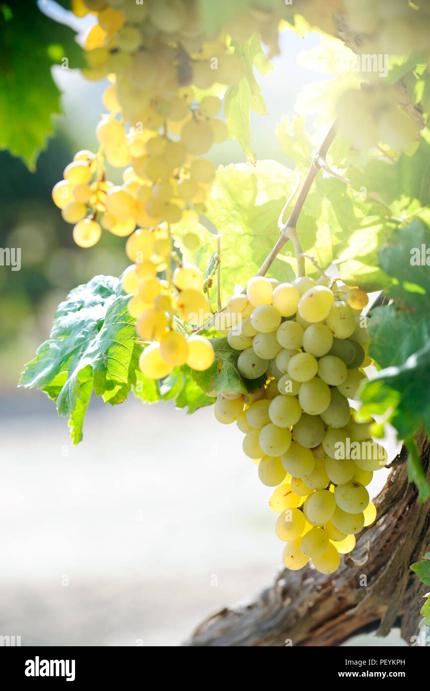 Viognier grape hi-res stock photography and images - Alamy