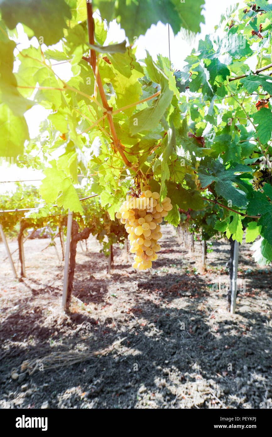 Viognier grape hi-res stock photography and images - Alamy