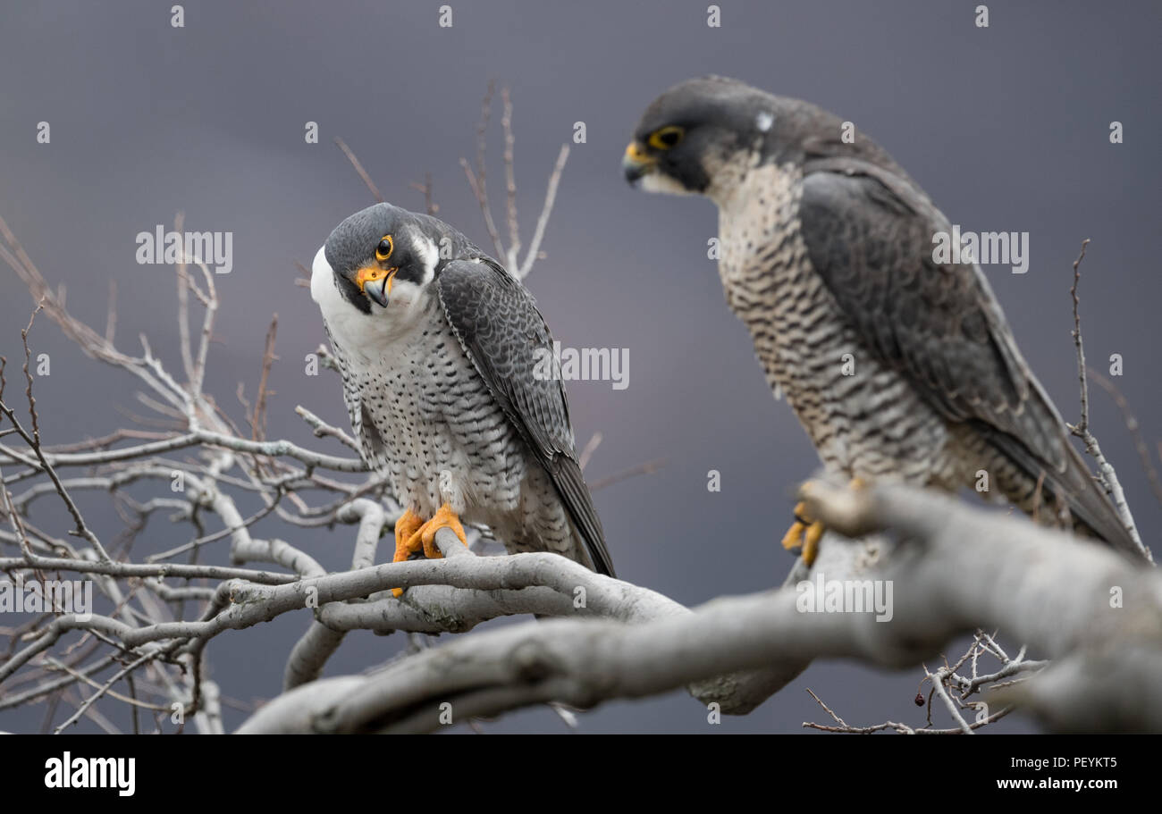 Fierce Looking Beak High Resolution Stock Photography and Images - Alamy