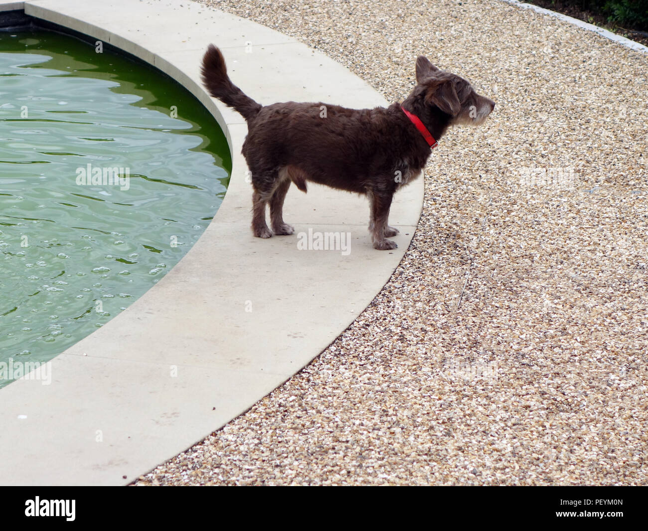 Modern stone slab paving around formal pond hi-res stock photography ...