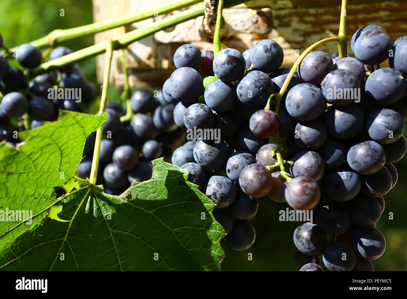 Food: Grapes at wall Stock Photo - Alamy