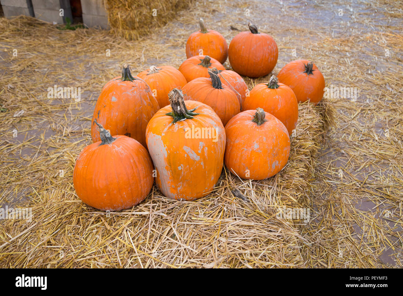 Group of stalks hi-res stock photography and images - Alamy