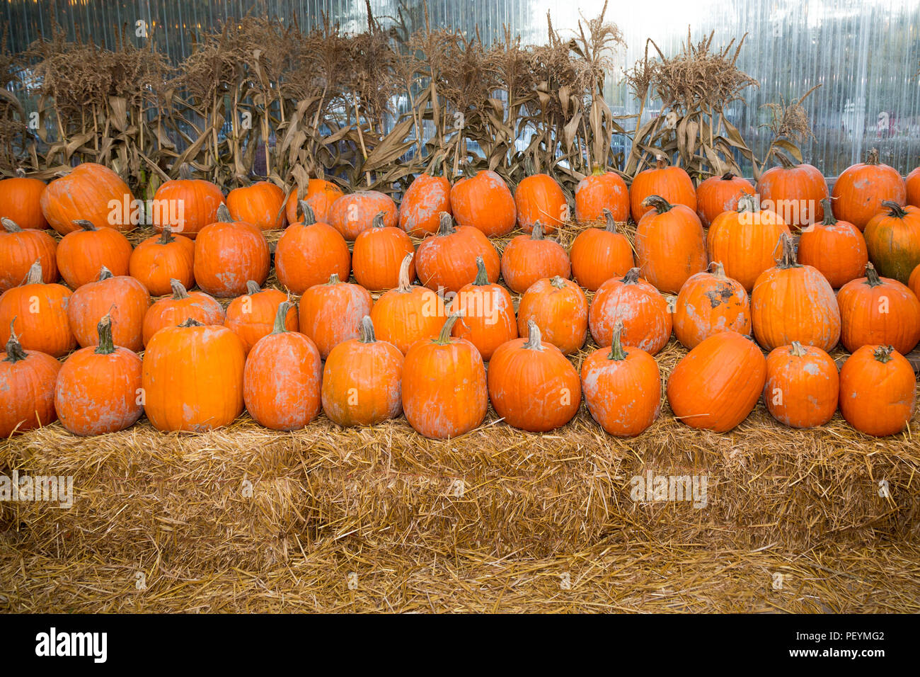 Group of pumpkins hi-res stock photography and images - Alamy