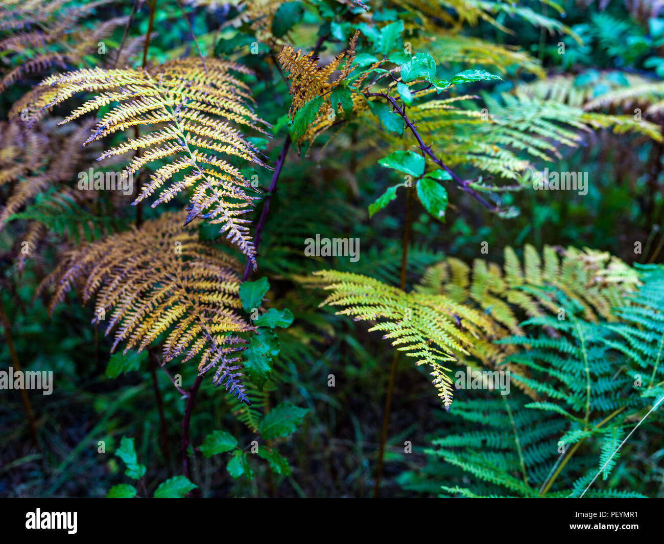 Walking fern hi-res stock photography and images - Alamy