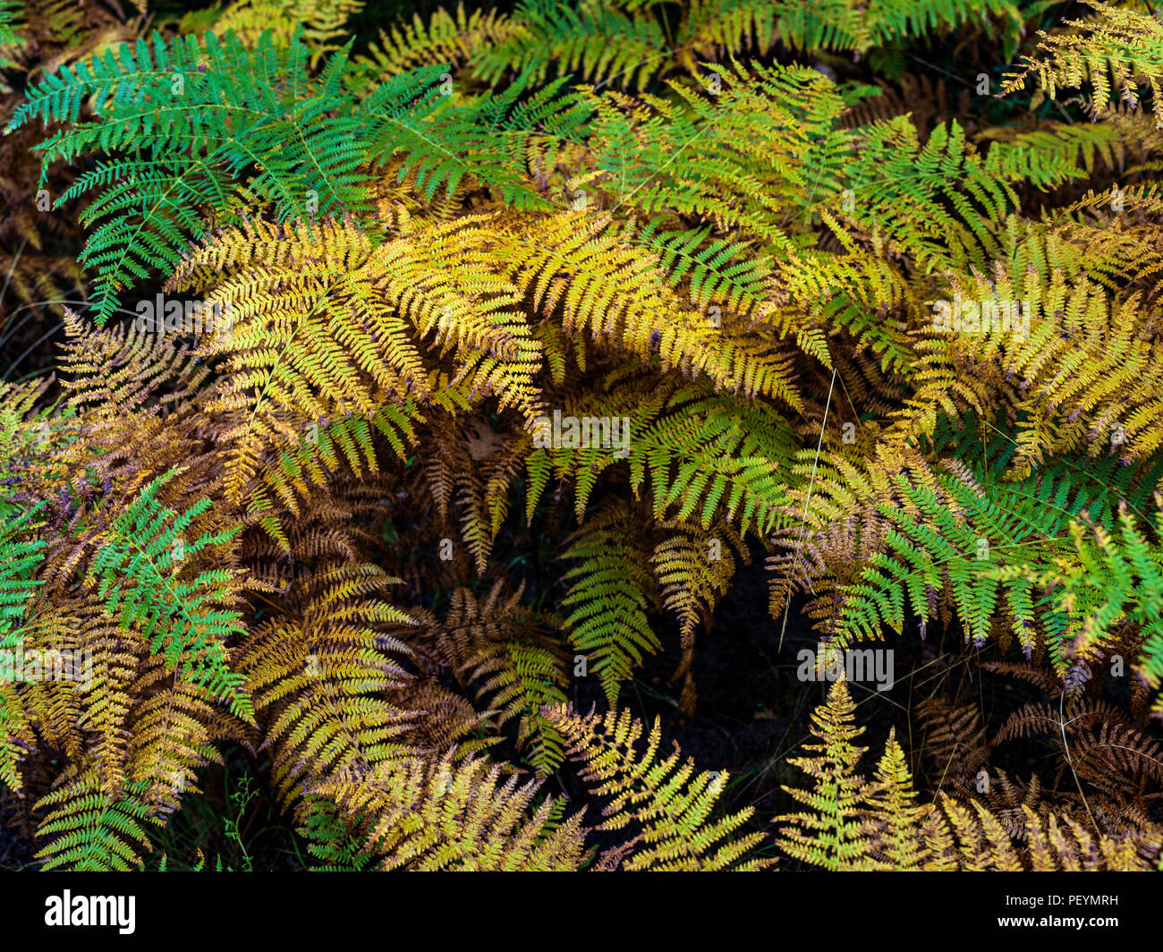 Walking fern hi-res stock photography and images - Alamy