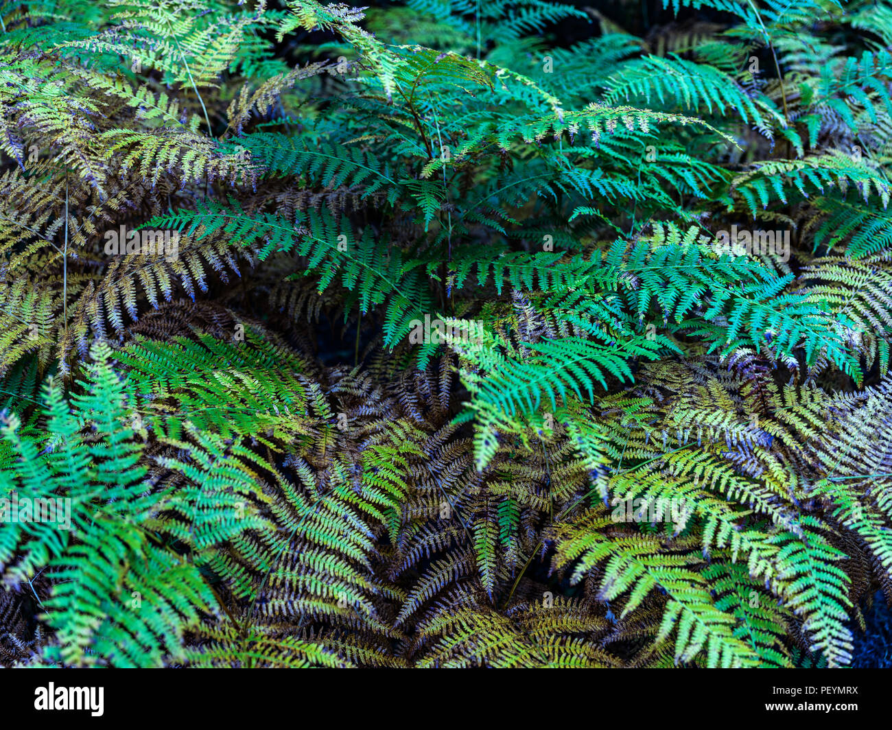 Walking fern hi-res stock photography and images - Alamy