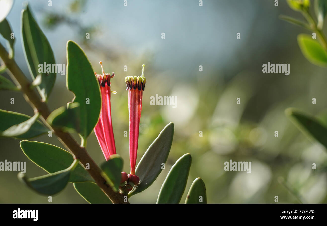 Back-lit small bright red lighting matches, mistletoe small upright ...