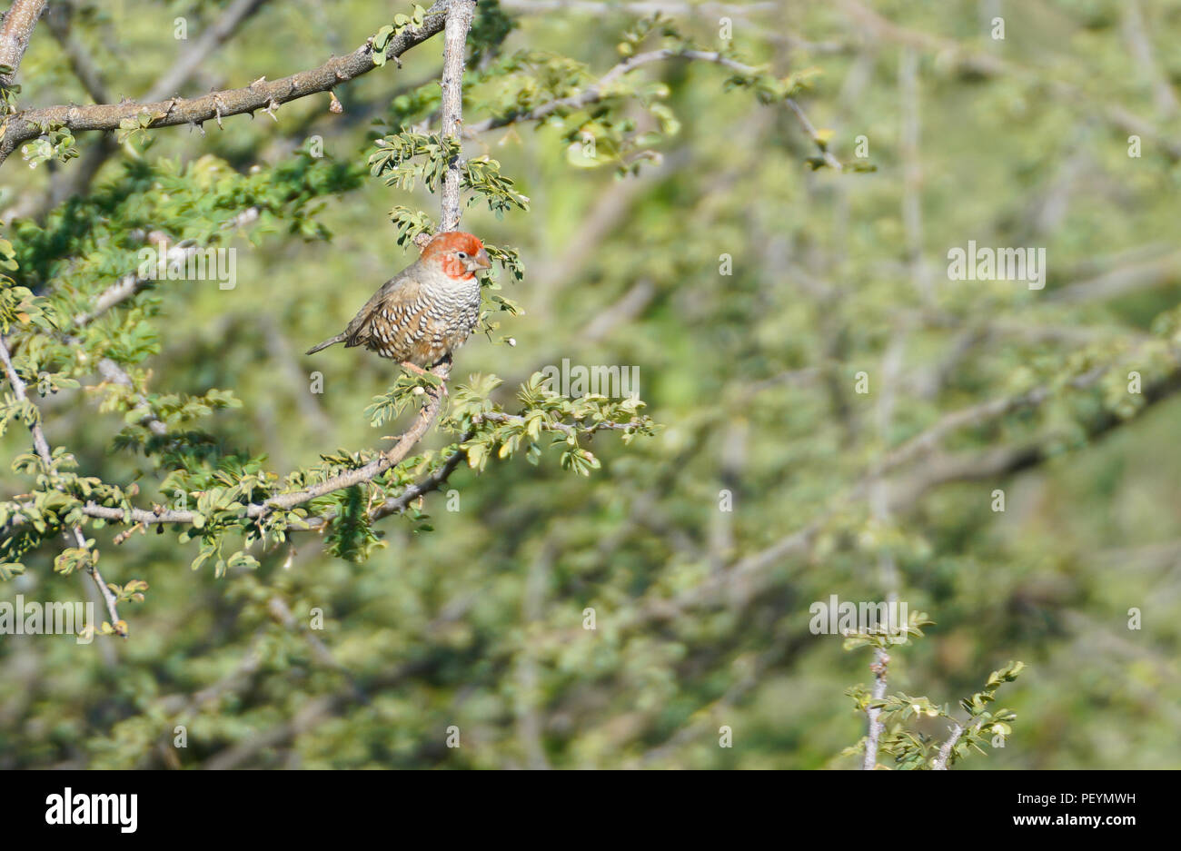 green-winged pytilia small bright finch close-up perched in acacia bush ...