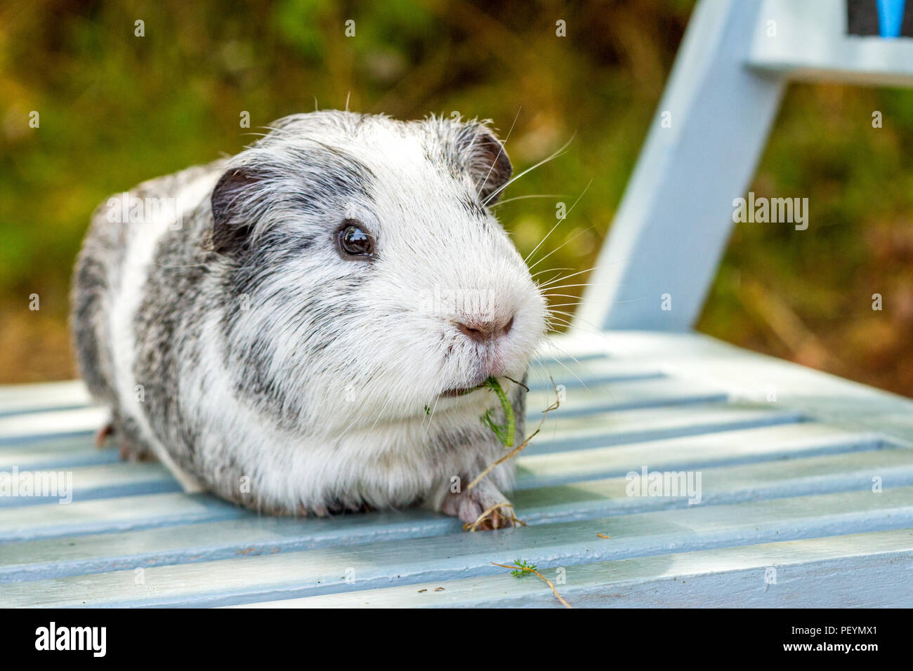 Momo, the ginea pig, a beautiful grey and white short haired American ...