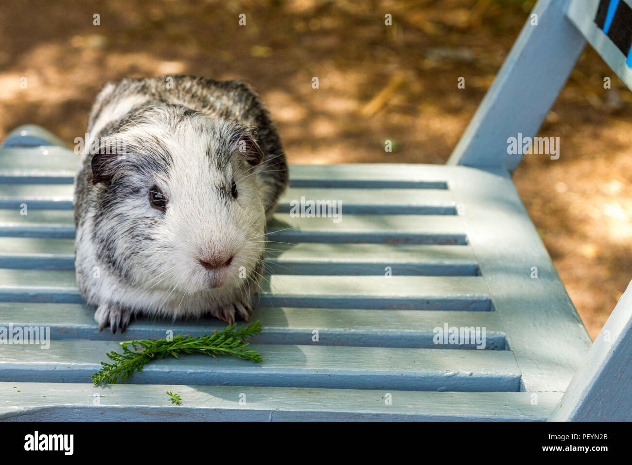 Momo, the ginea pig, a beautiful grey and white short haired American ...