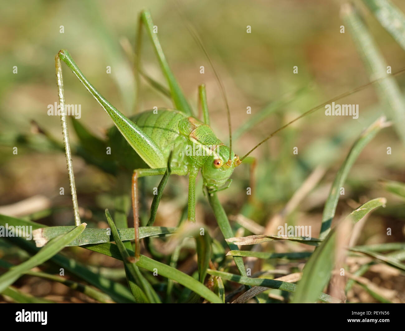 Speckled bush-cricket in its habitat in Denmark Stock Photo - Alamy