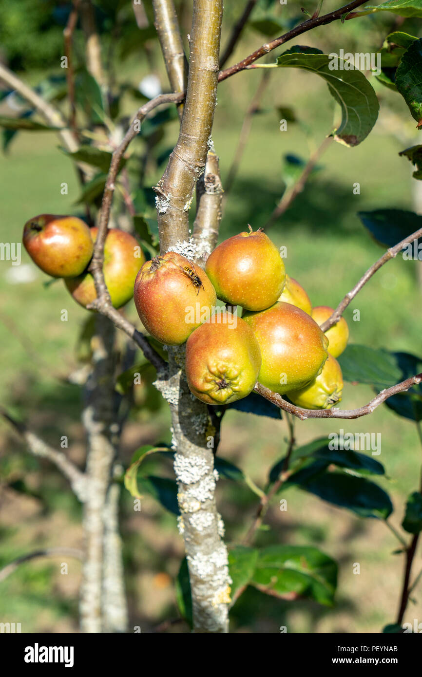 Apples on tree branch Stock Photo - Alamy
