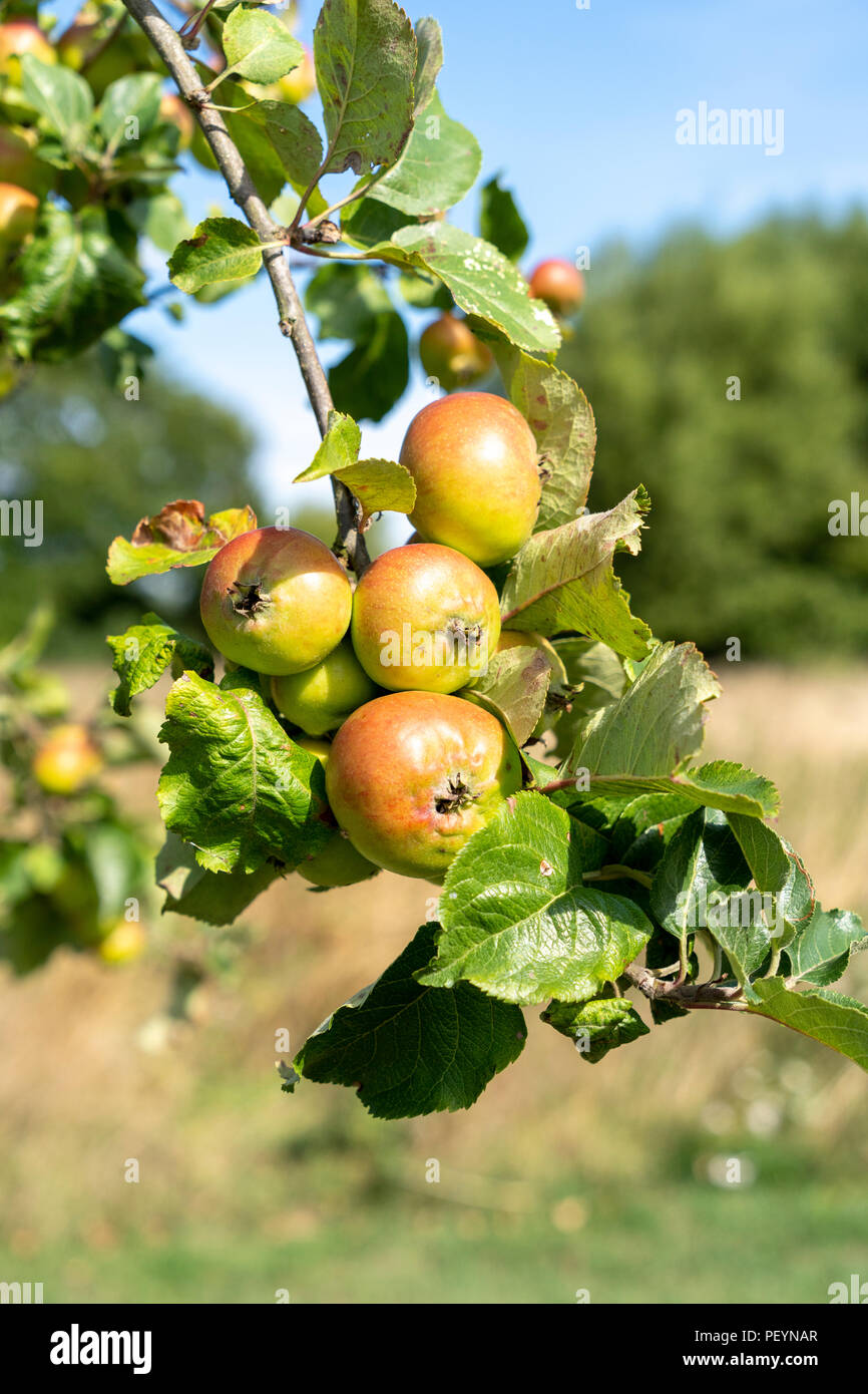Tree branch with leaves hi-res stock photography and images - Alamy