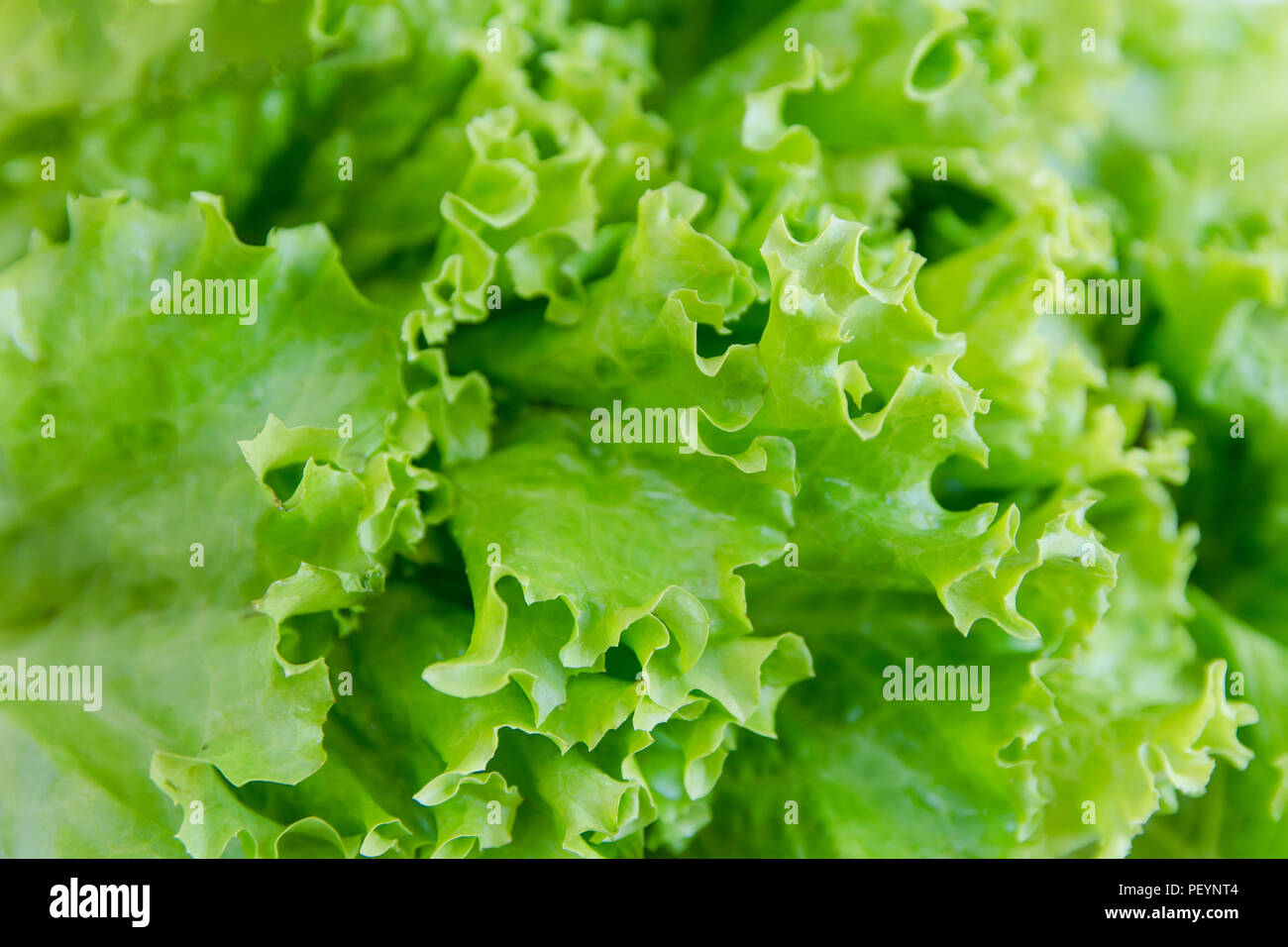 Salad leaf. Lettuce background. vegetables background Stock Photo - Alamy