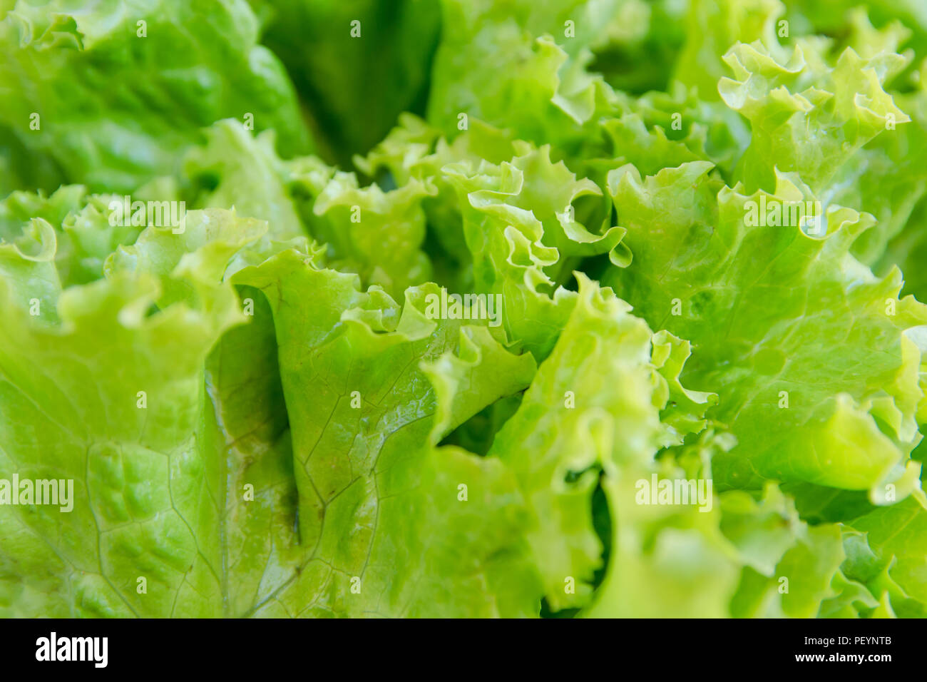 Salad leaf. Lettuce background. vegetables background Stock Photo - Alamy
